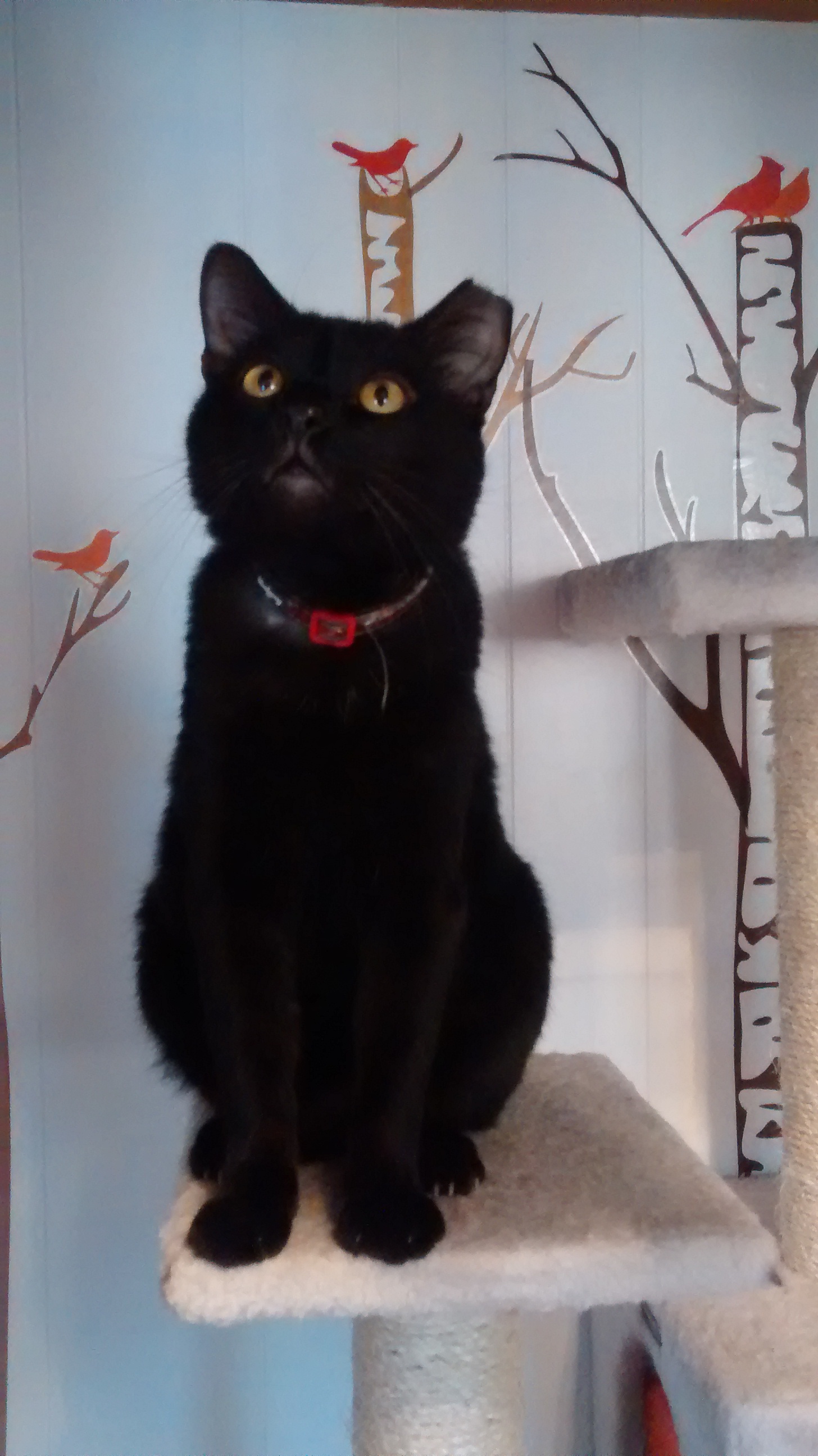 Condo, Enclosure, Catio, Cage, or ? - Catnip Casa Cat Refuge