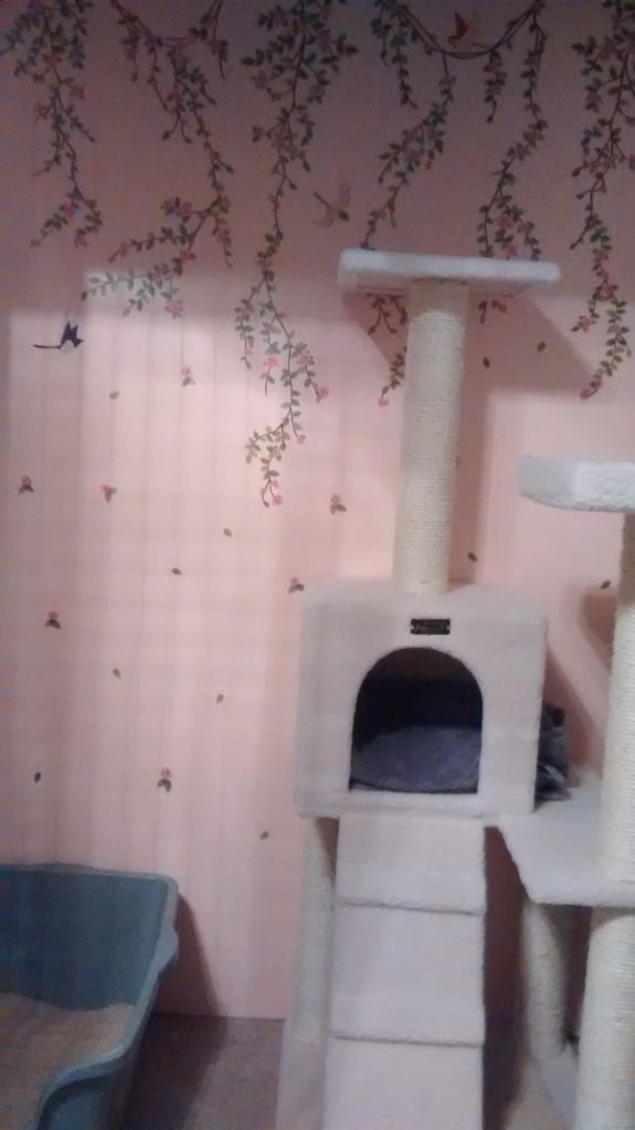 Condo, Enclosure, Catio, Cage, or ? - Catnip Casa Cat Refuge